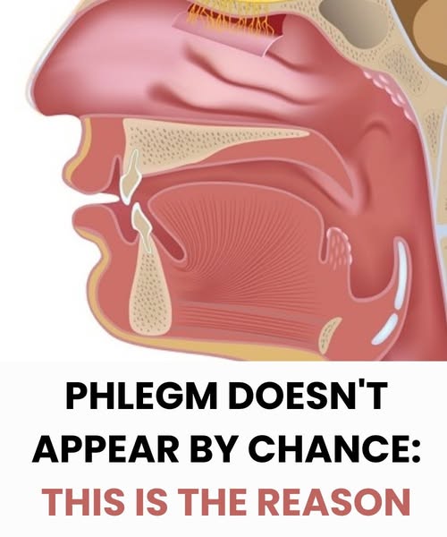 Maintaining a healthy level of phlegm and mucus is important for ...